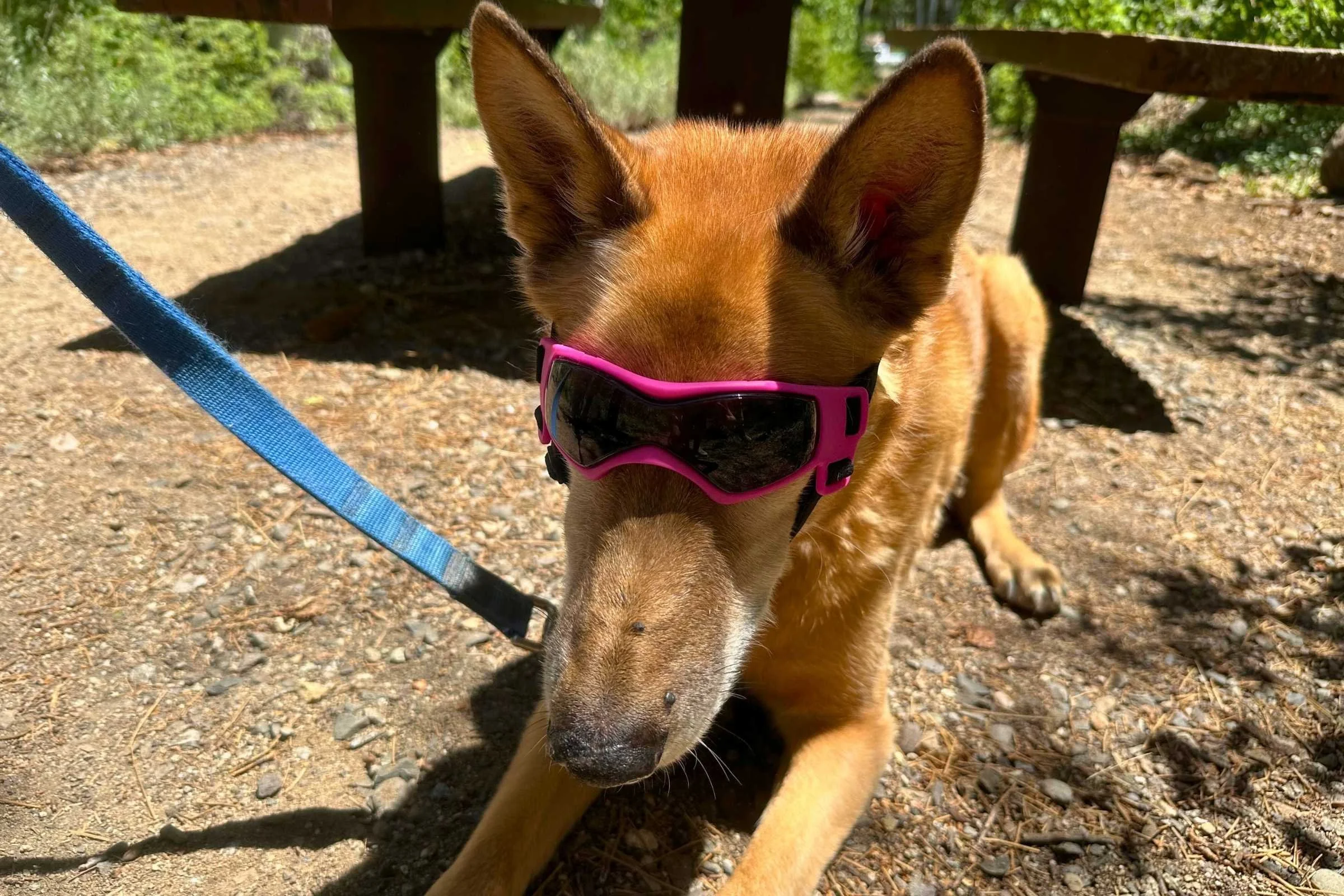 5 Best Dog Goggles of 2026 (Tested and Reviewed)