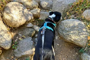 6 Best Dog Harnesses of 2026 (Tested & Reviewed)