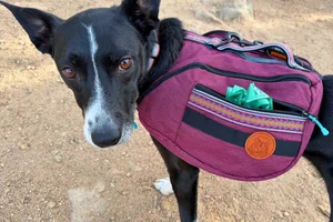 6 Best Dog Backpacks of 2026 (Field-Tested)