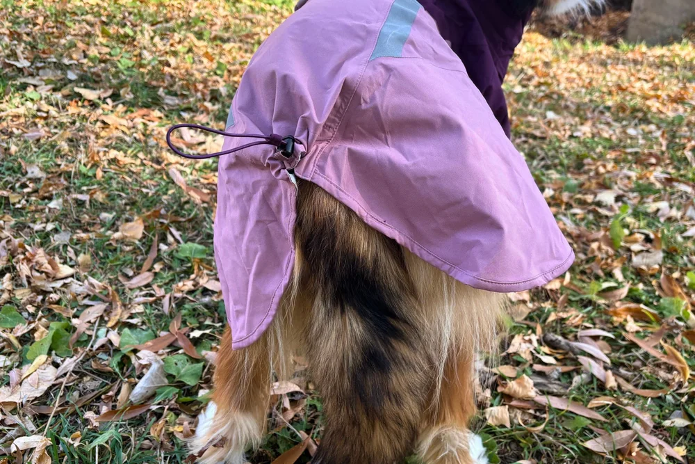7 Best Dog Raincoats of 2026 (Tested and Reviewed)