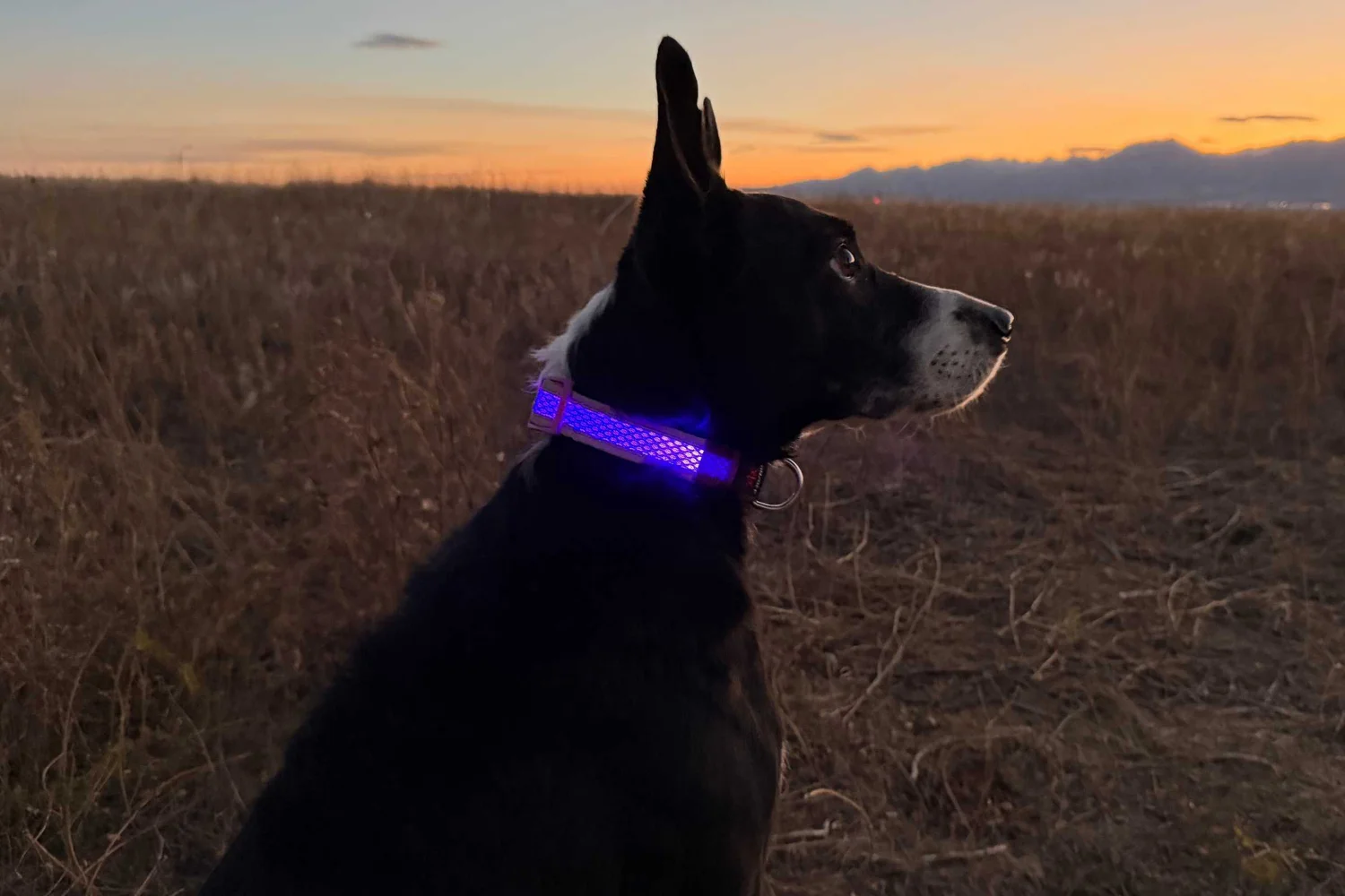 4 Best Light-Up Dog Collars of 2026 (Tested)