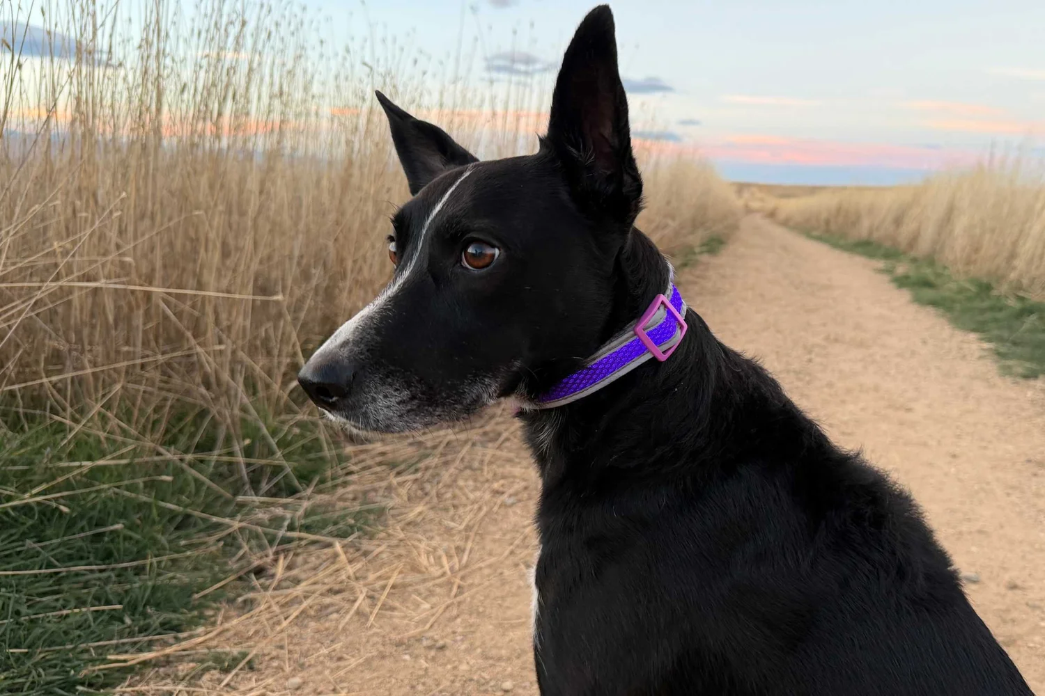 4 Best Light-Up Dog Collars of 2026 (Tested)