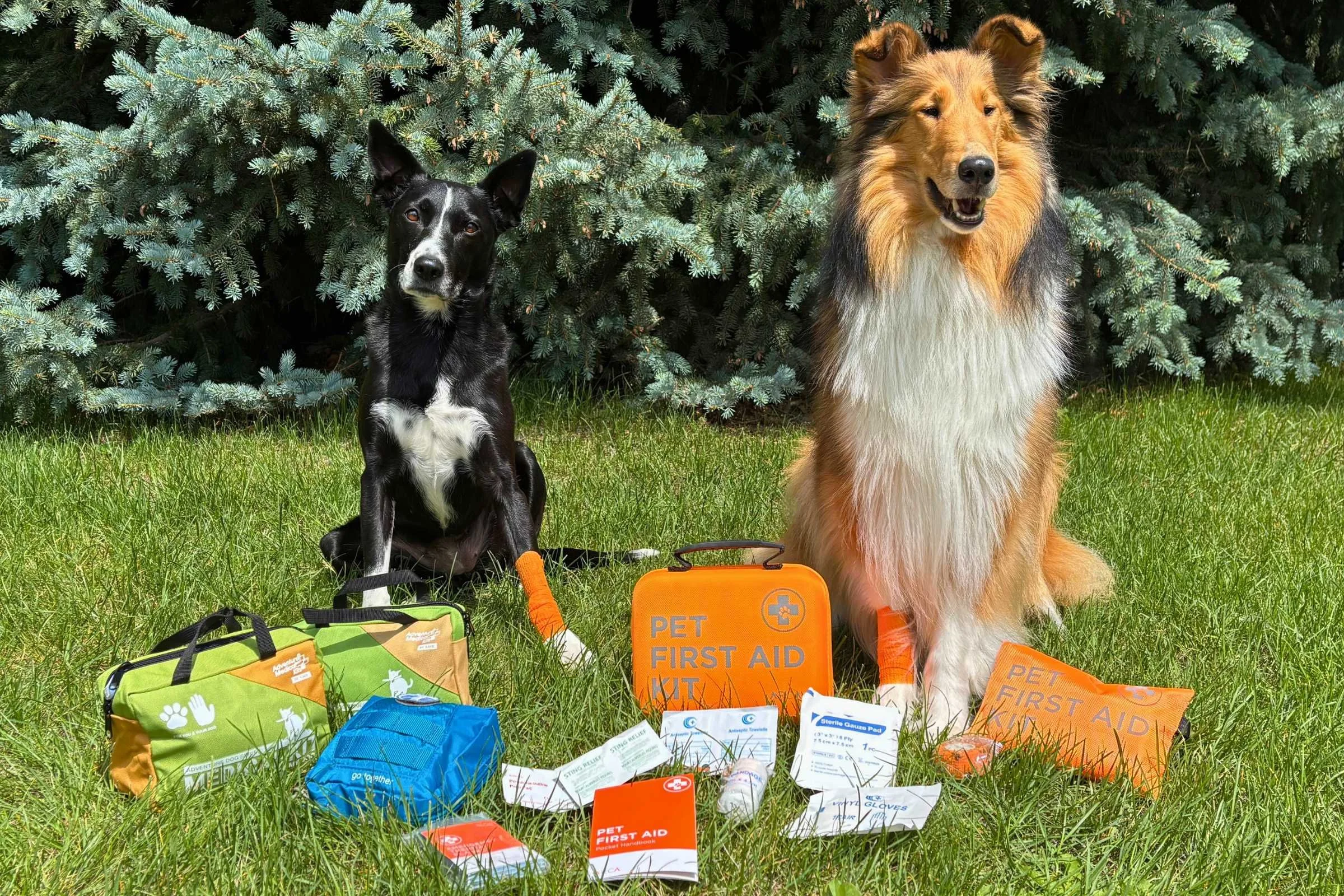 4 Best Dog First Aid Kits of 2025 (Field-Tested)