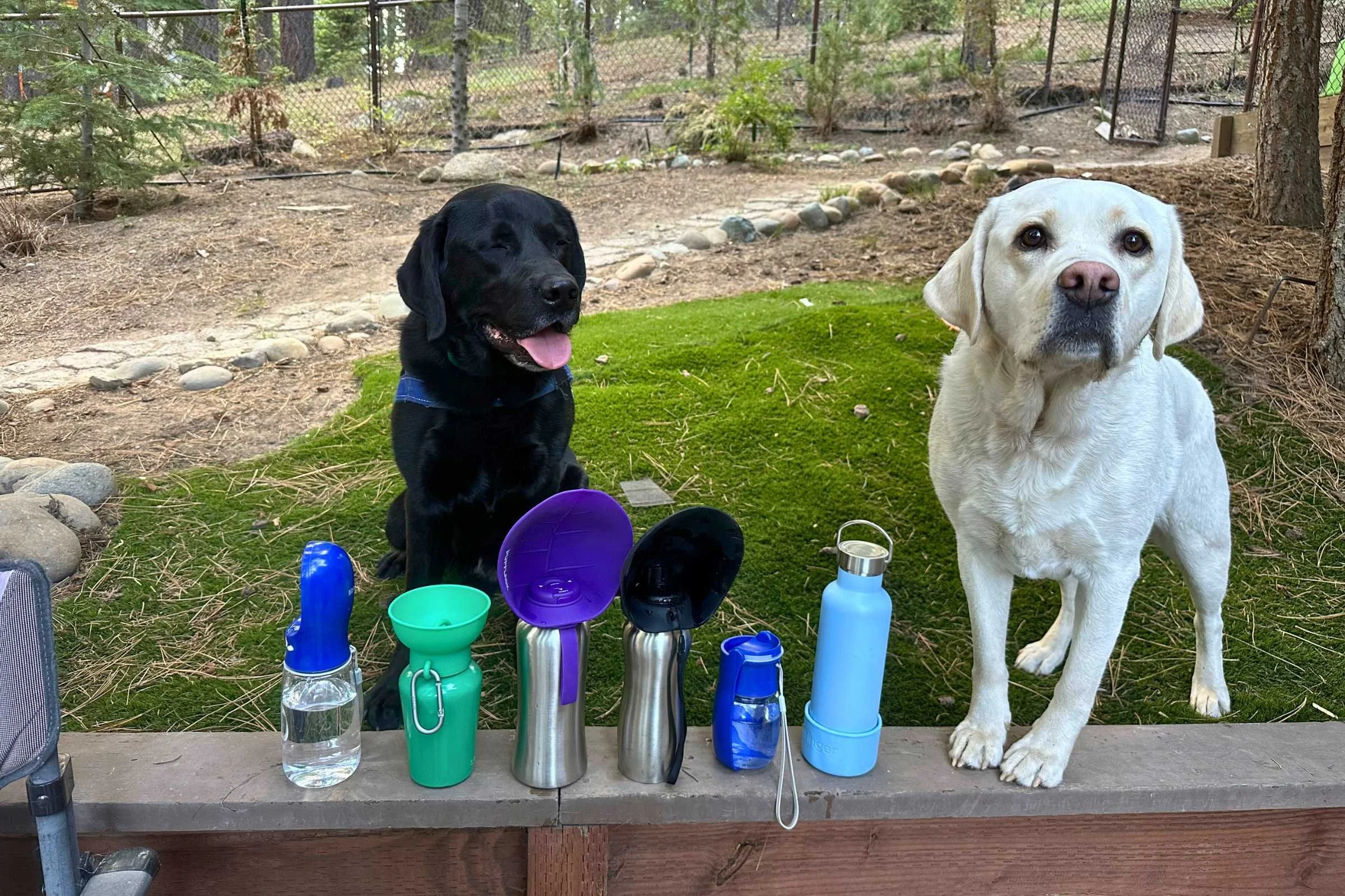 5 Best Dog Water Bottles of 2026 (Tested & Reviewed)