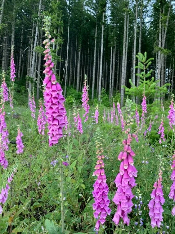 Corvallis-to-the-Sea Trail (C2C) Thru-Hiking Guide