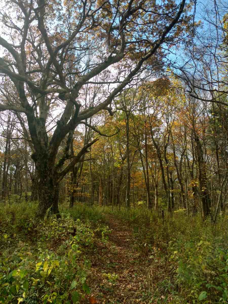 Benton MacKaye Trail Thru-Hiking Guide