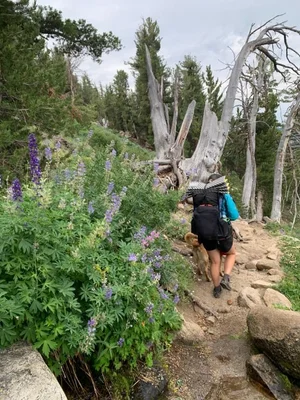 Dog Hiking Gear List — Treeline Review