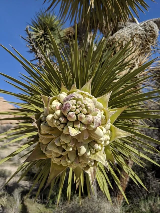 Hiking and Backpacking the California Riding Hiking Trail in Joshua Tree