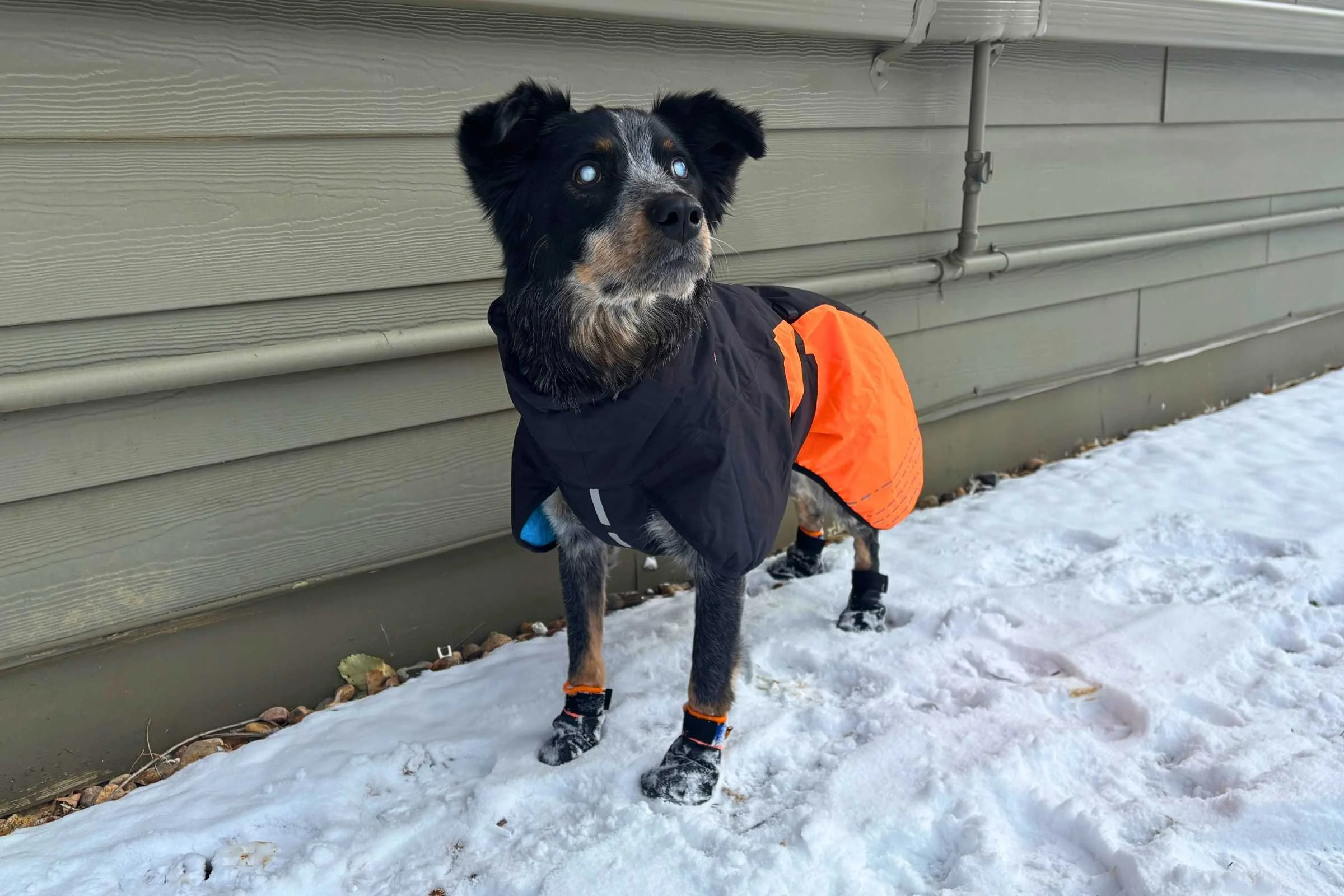 7 Best Dog Shoes and Boots of 2026 (Tested)