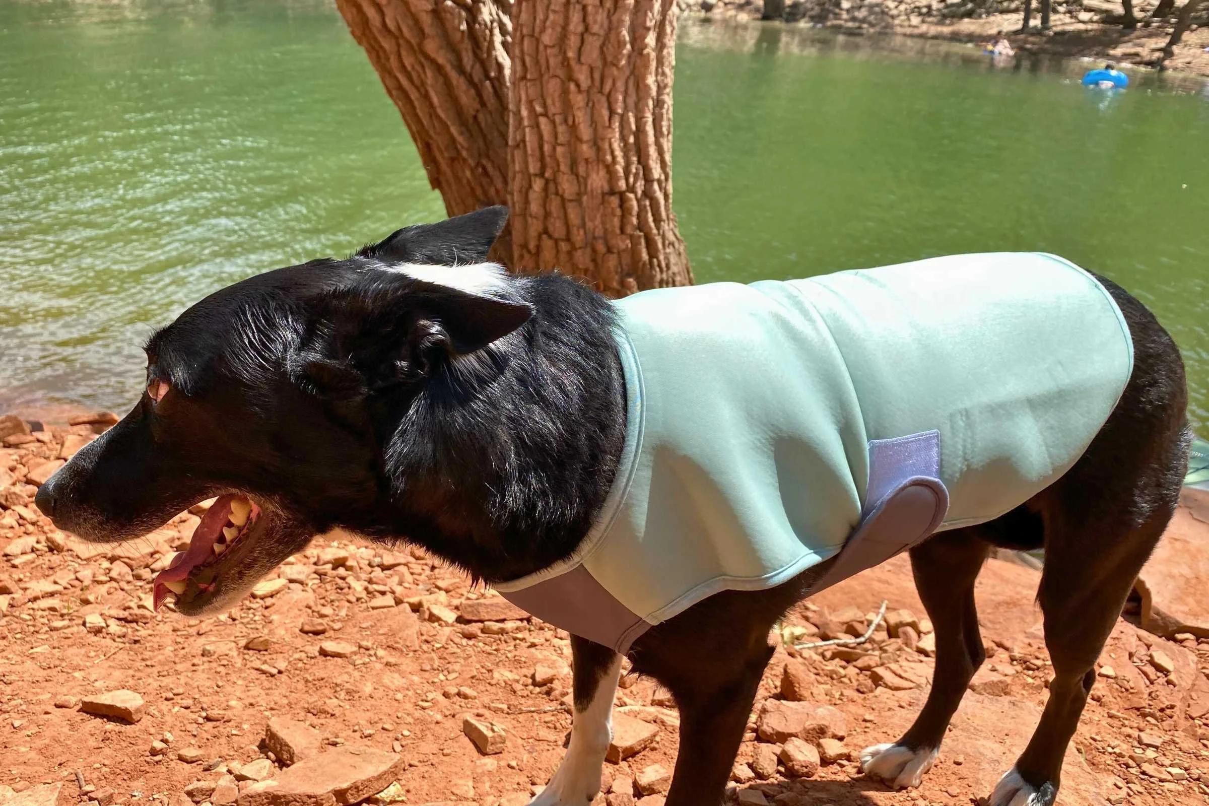 3 Best Dog Cooling Vests of 2025 (Field-Tested)