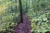 The Long Trail in Vermont Backpacking Guide