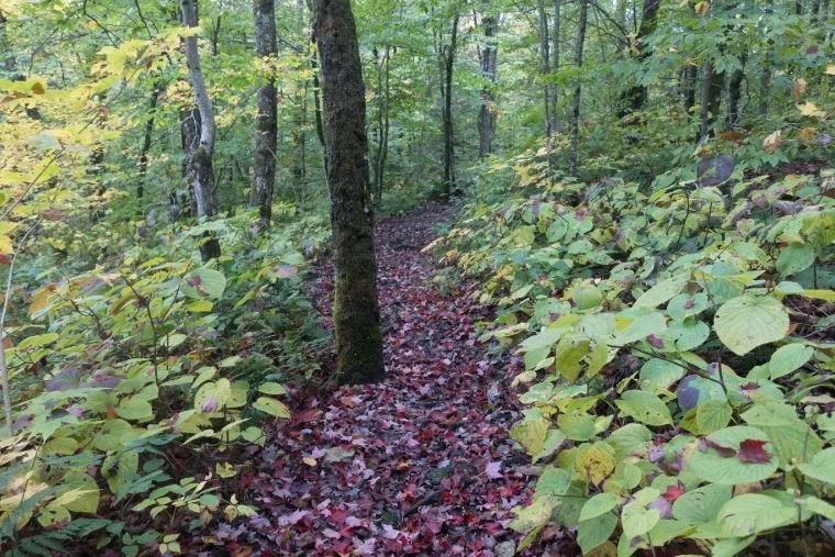 The Long Trail in Vermont Backpacking Guide