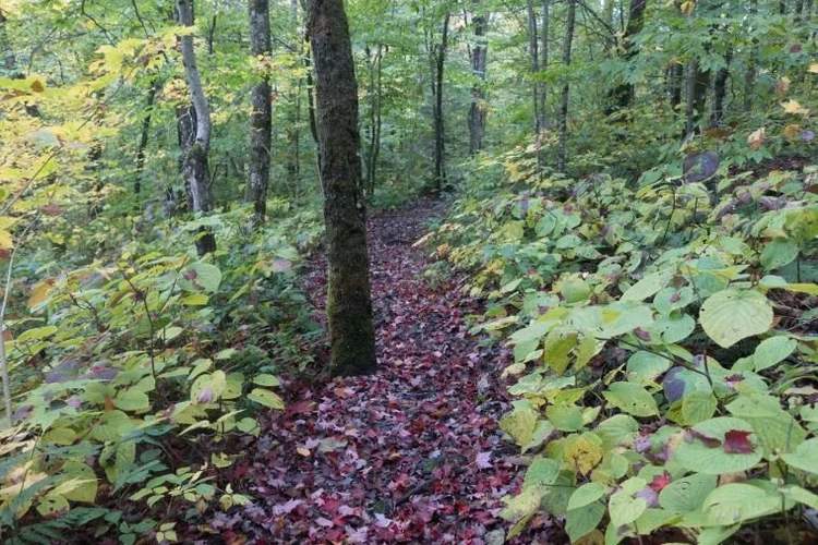 The Long Trail in Vermont Backpacking Guide