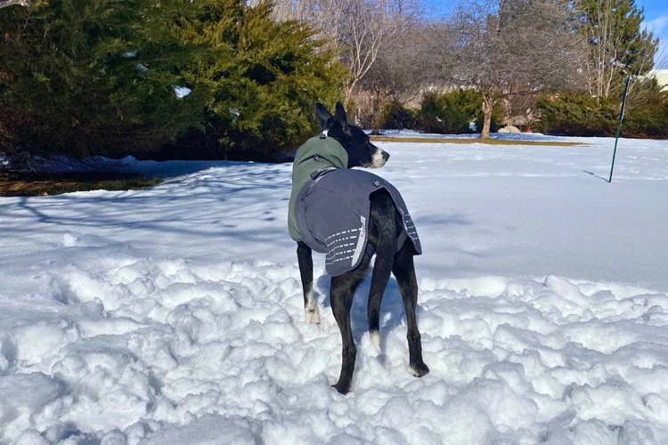 6 Best Cold Weather Coats and Jackets for Dogs of 2026 (Tested)