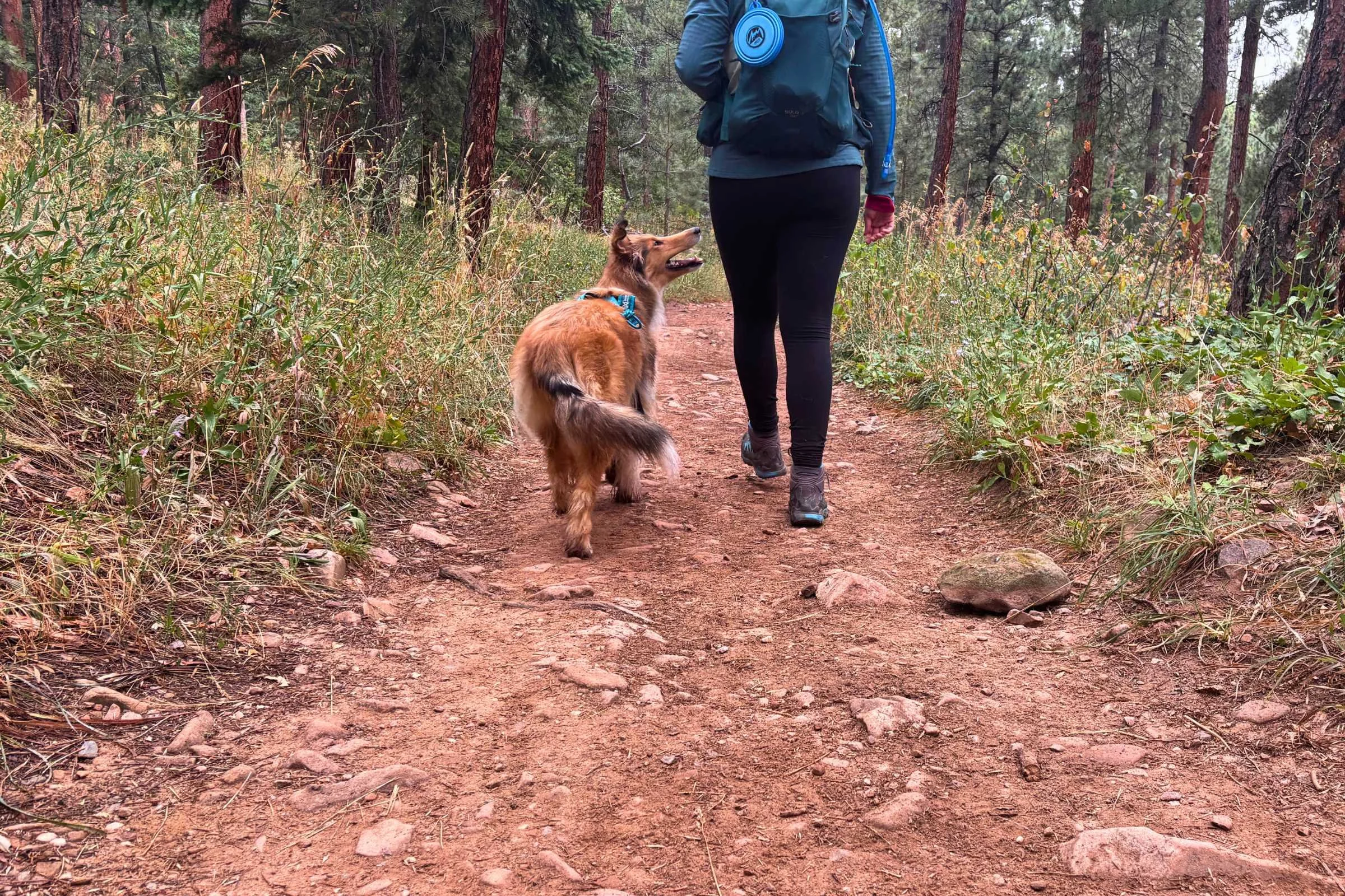 Hiking with Dogs: A Complete Guide to Safe and Fun Trail Adventures