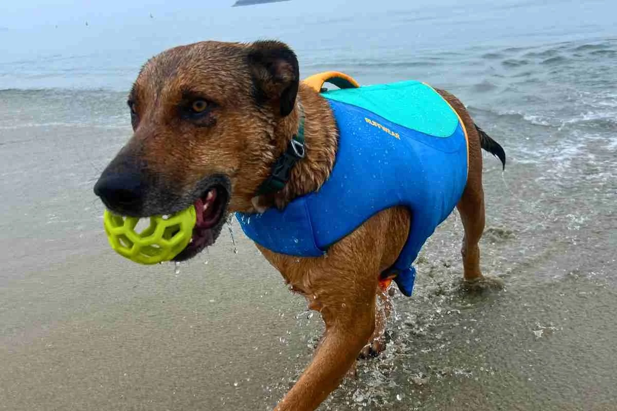 4 Best Dog Life Jackets of 2026 (Tested & Reviewed)