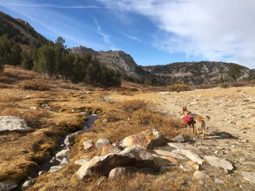 Dog Hiking Gear List — Treeline Review