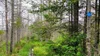 Northville-Placid Trail Backpacking and Thru-Hiking Guide