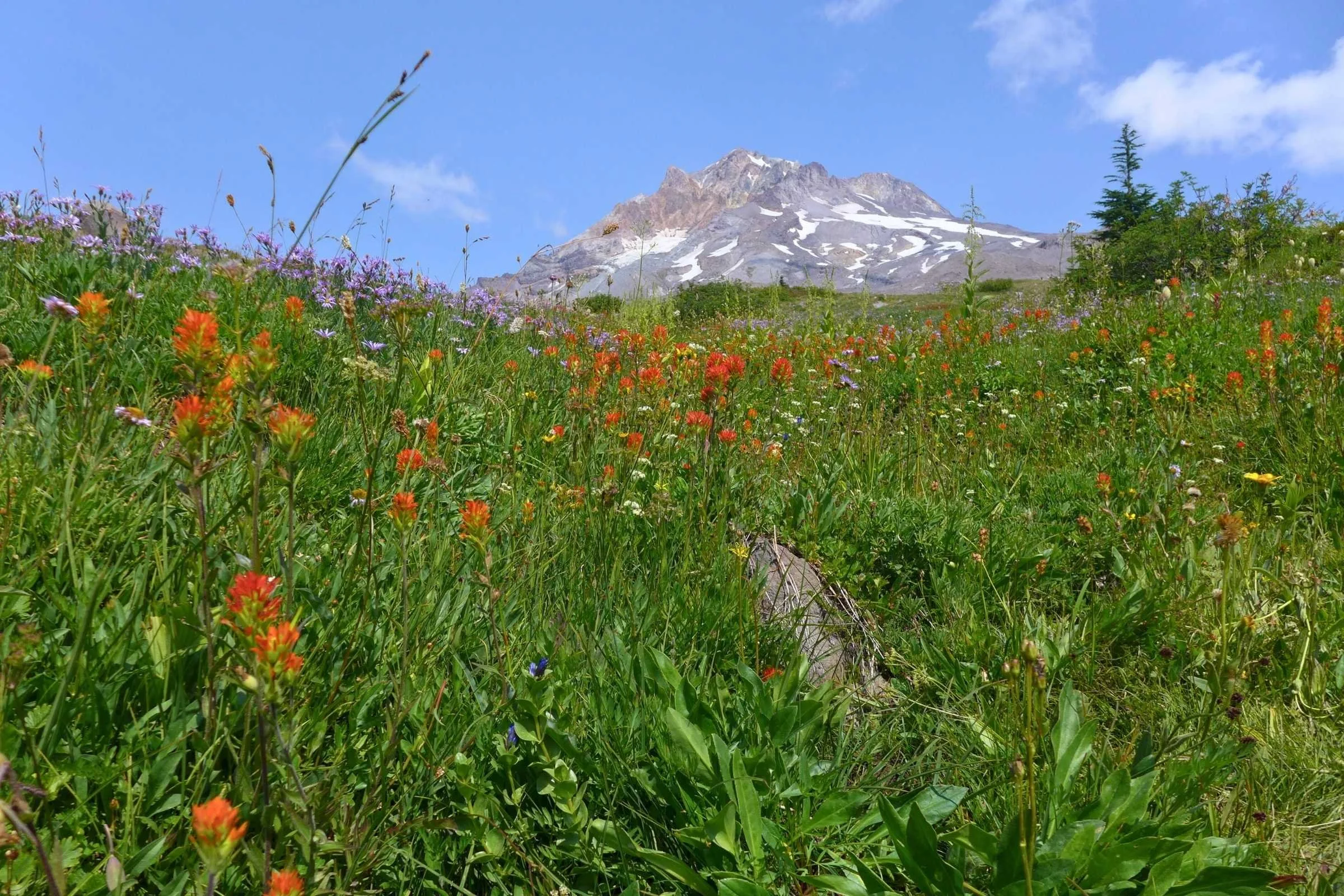 Timberline Trail Backpacking and Thru-Hiking Guide 2025
