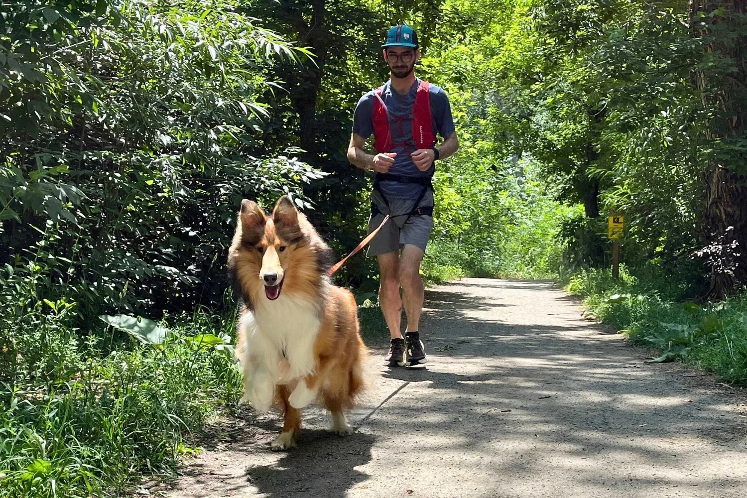 A Complete Guide to Running with Your Dog: Tips, Gear, and Training Advice