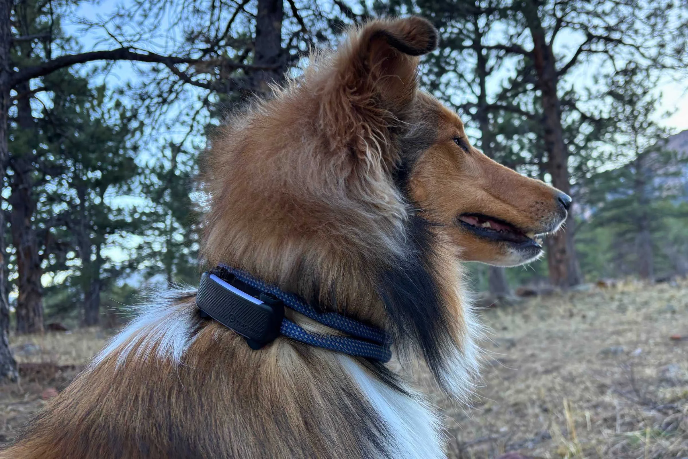4 Best GPS Dog Collars of 2026 (Tested & Reviewed)