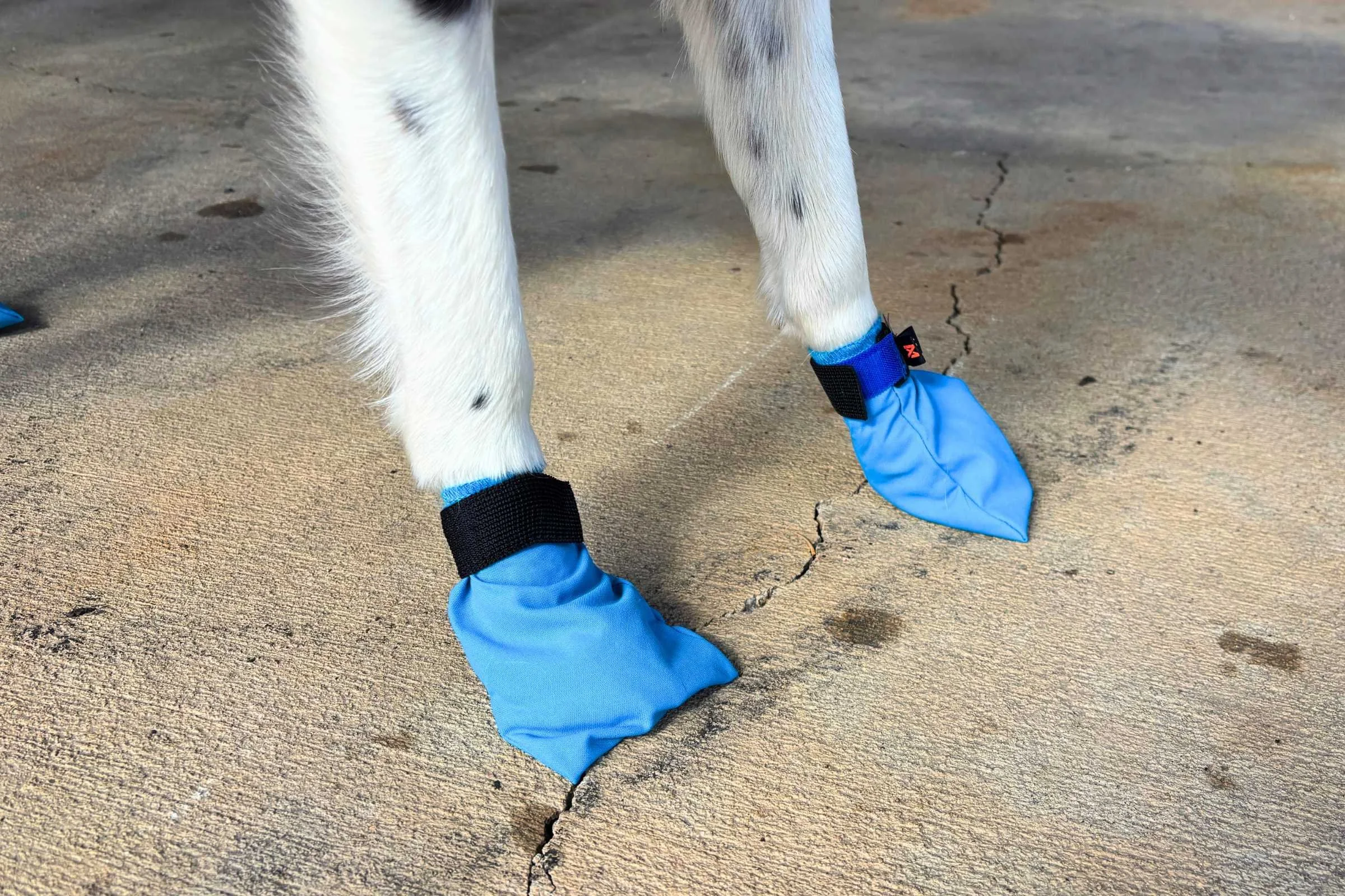 7 Best Dog Shoes and Boots of 2026 (Tested)
