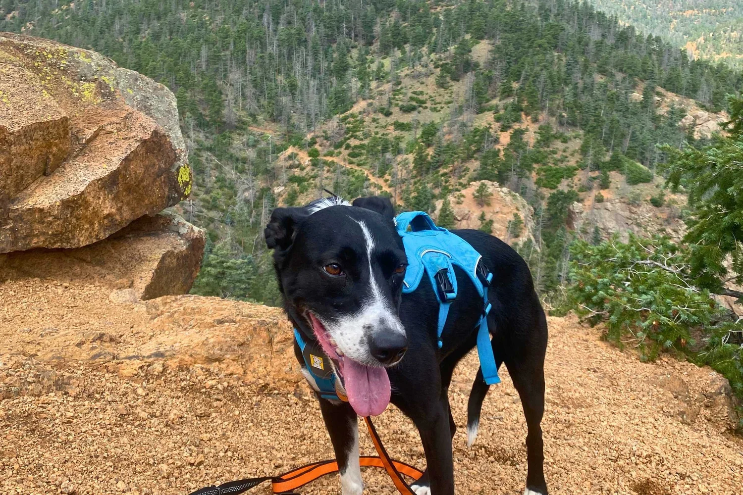 Hiking with Dogs: A Complete Guide to Safe and Fun Trail Adventures