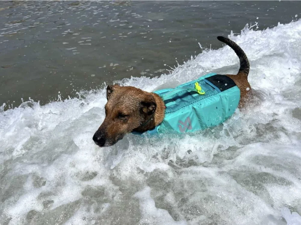 Best Dog Life Jackets of 2024/25 (Tested & Reviewed)