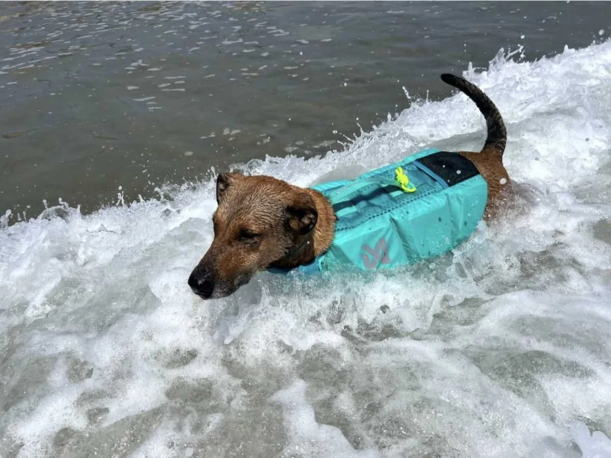4 Best Dog Life Jackets of 2025 (Tested & Reviewed)