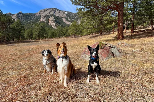7 Best GPS Dog Collars of 2026 (Tested and Reviewed)