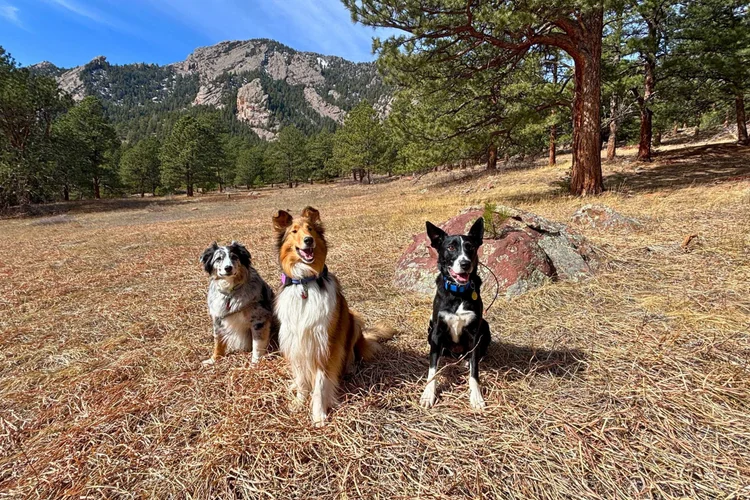 7 Best GPS Dog Collars of 2026 (Tested and Reviewed)