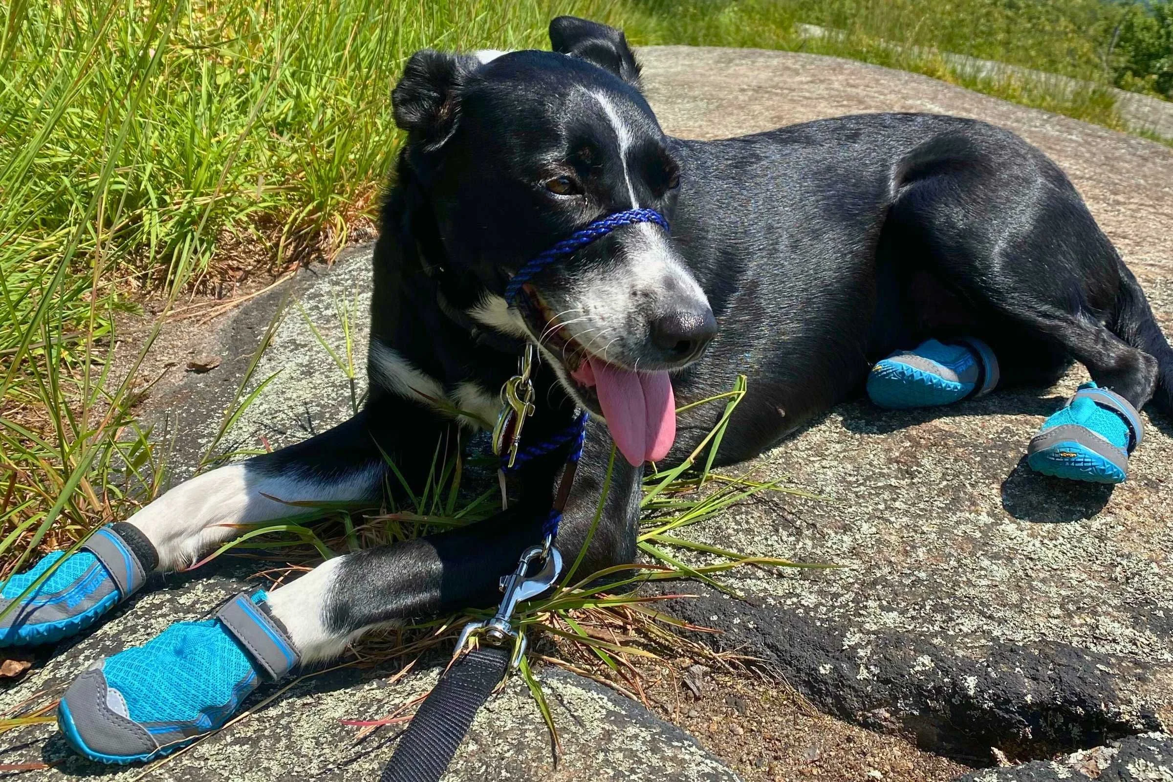 Best Dog Shoes and Boots of 2025 (Tested)