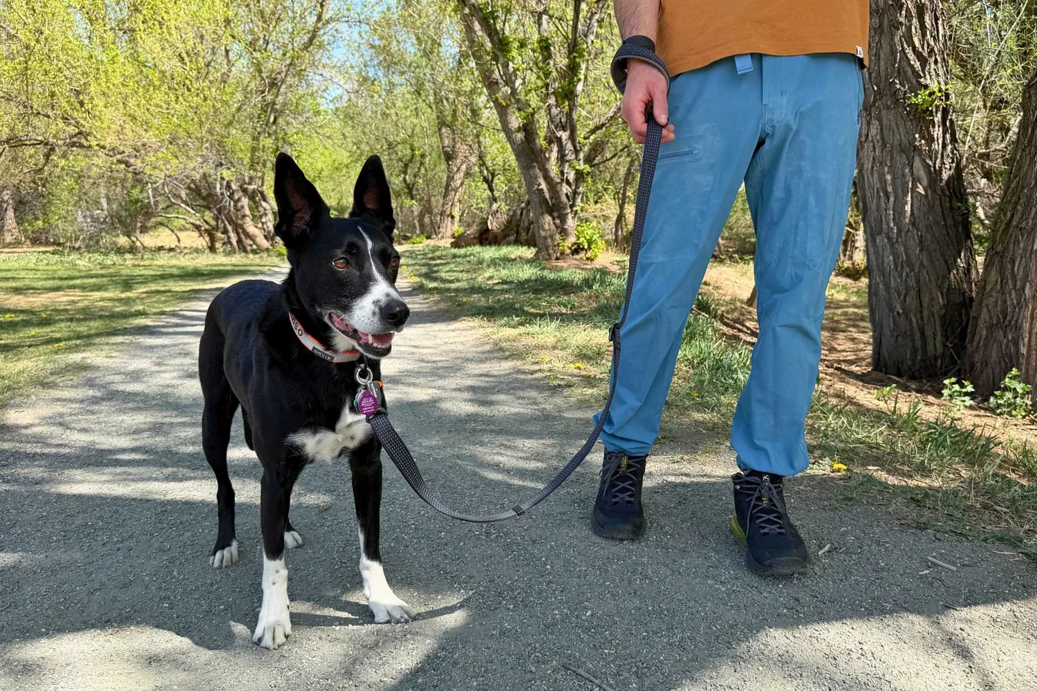 9 Best Dog Leashes of 2026 (Tested & Reviewed)