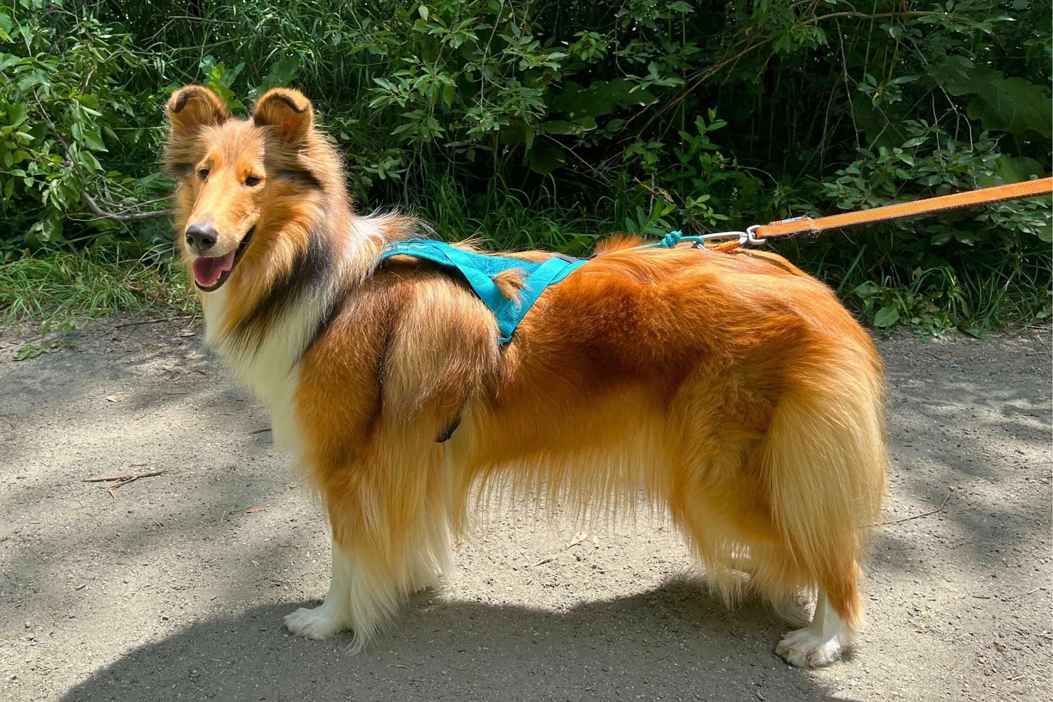 A Complete Guide to Running with Your Dog: Tips, Gear, and Training Advice