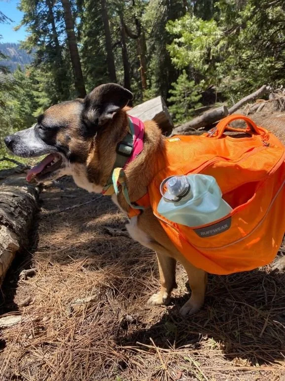 The Best Water Bottles for Hiking — Treeline Review