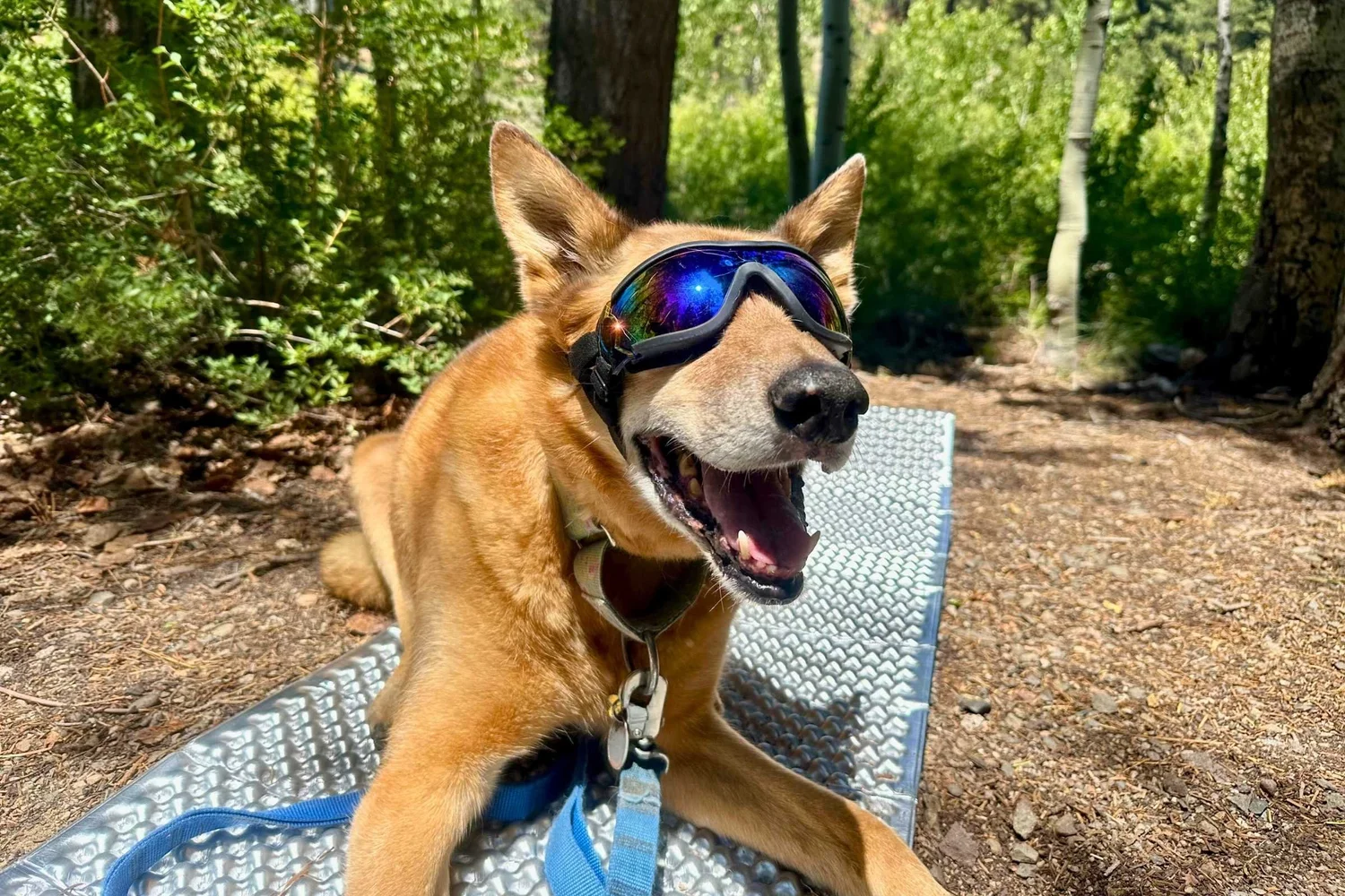 5 Best Dog Goggles of 2026 (Tested and Reviewed)