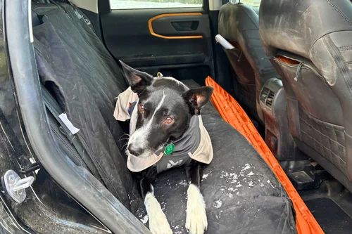 4 Best Dog Car Seat Covers of 2026 (Tested & Reviewed)