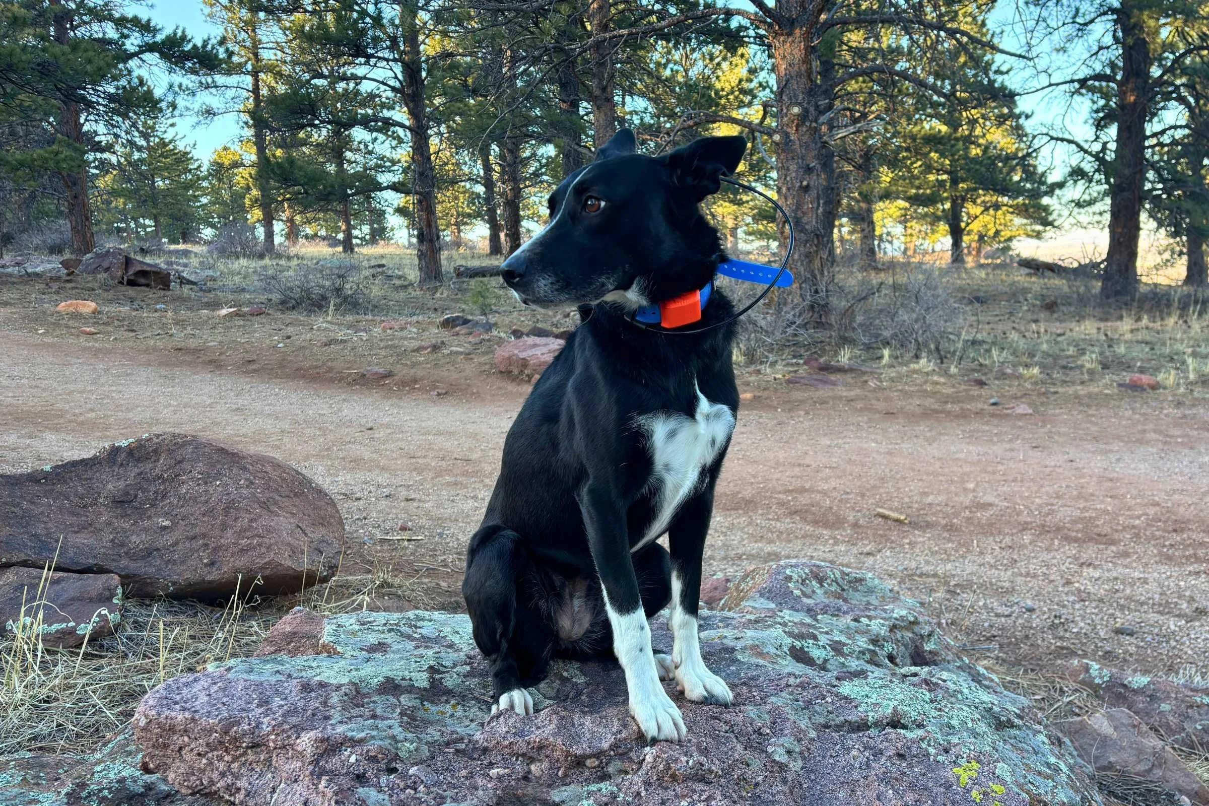 7 Best GPS Dog Collars of 2026 (Tested and Reviewed)