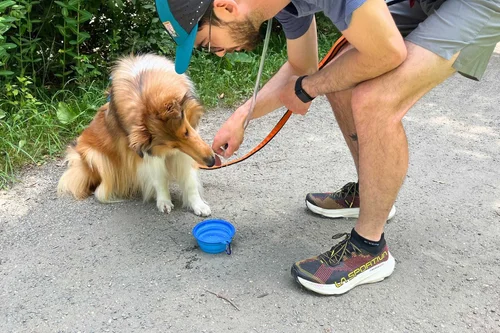 A Complete Guide to Running with Your Dog: Tips, Gear, and Training Advice