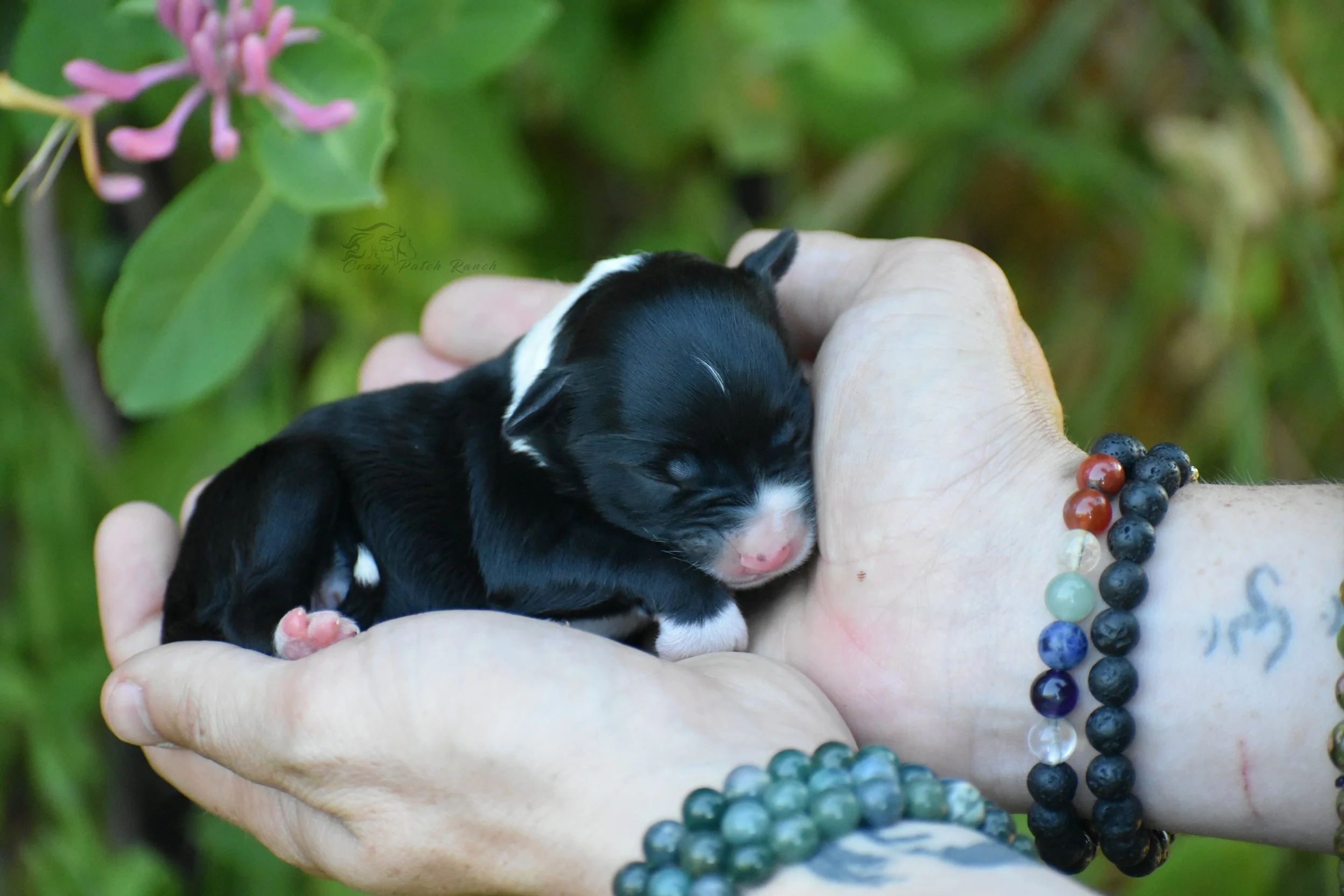 Available Puppies — Crazy Patch Ranch