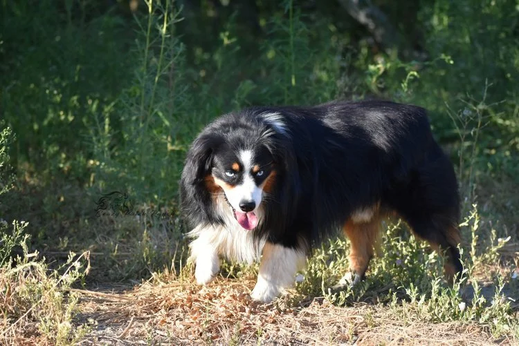 Kaishi & Snitch 6/21/23 — Crazy Patch Ranch