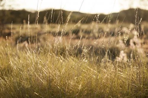 Queensland Bushfire Planning