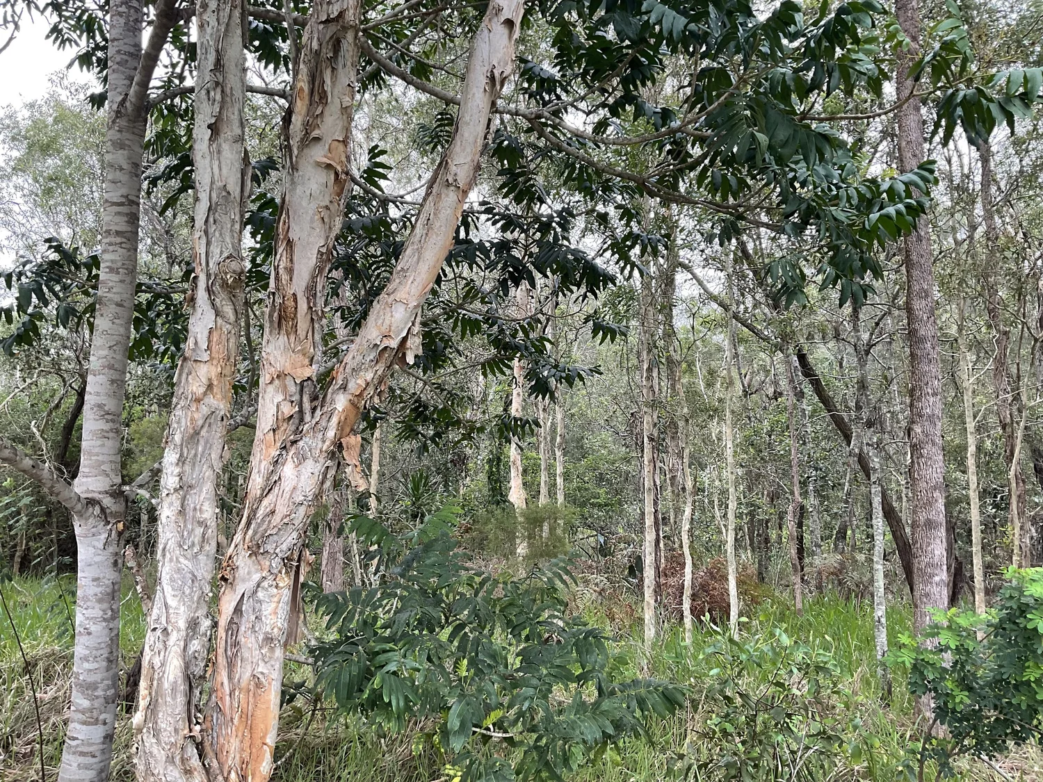 Our Services — Queensland Bushfire Planning