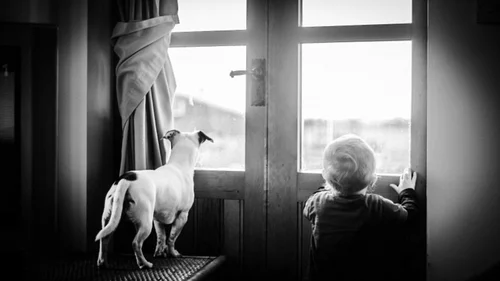 Evaluate Your Pets Quality of Life — Paws Forever