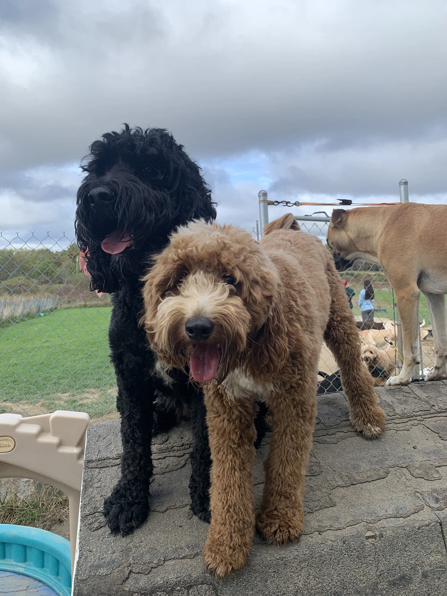 Wagon Tails Farm - Midcoast Maine's Premier Doggy Daycare & Overnight ...