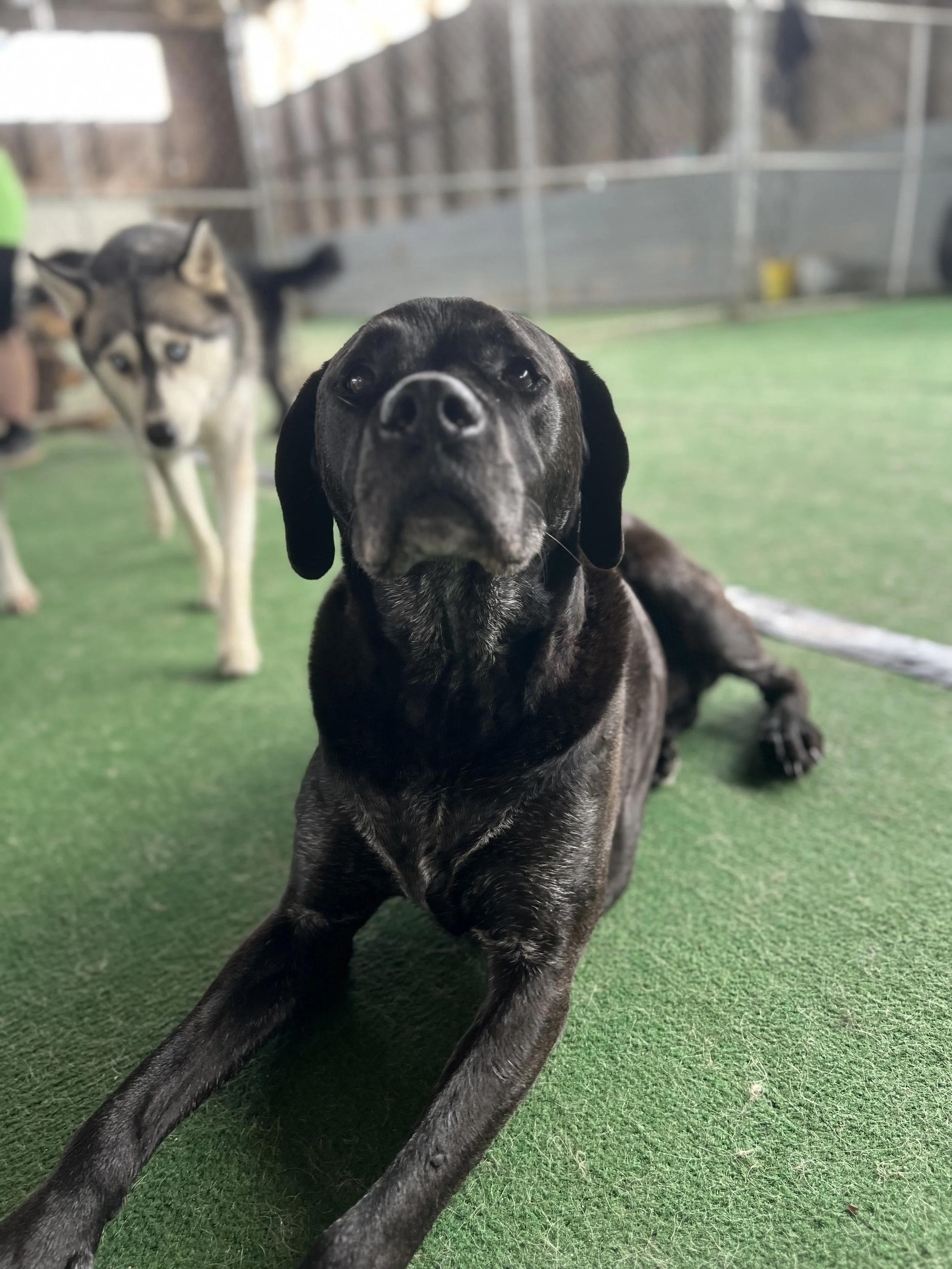 Wagon Tails Farm - Midcoast Maine's Premier Doggy Daycare & Overnight ...