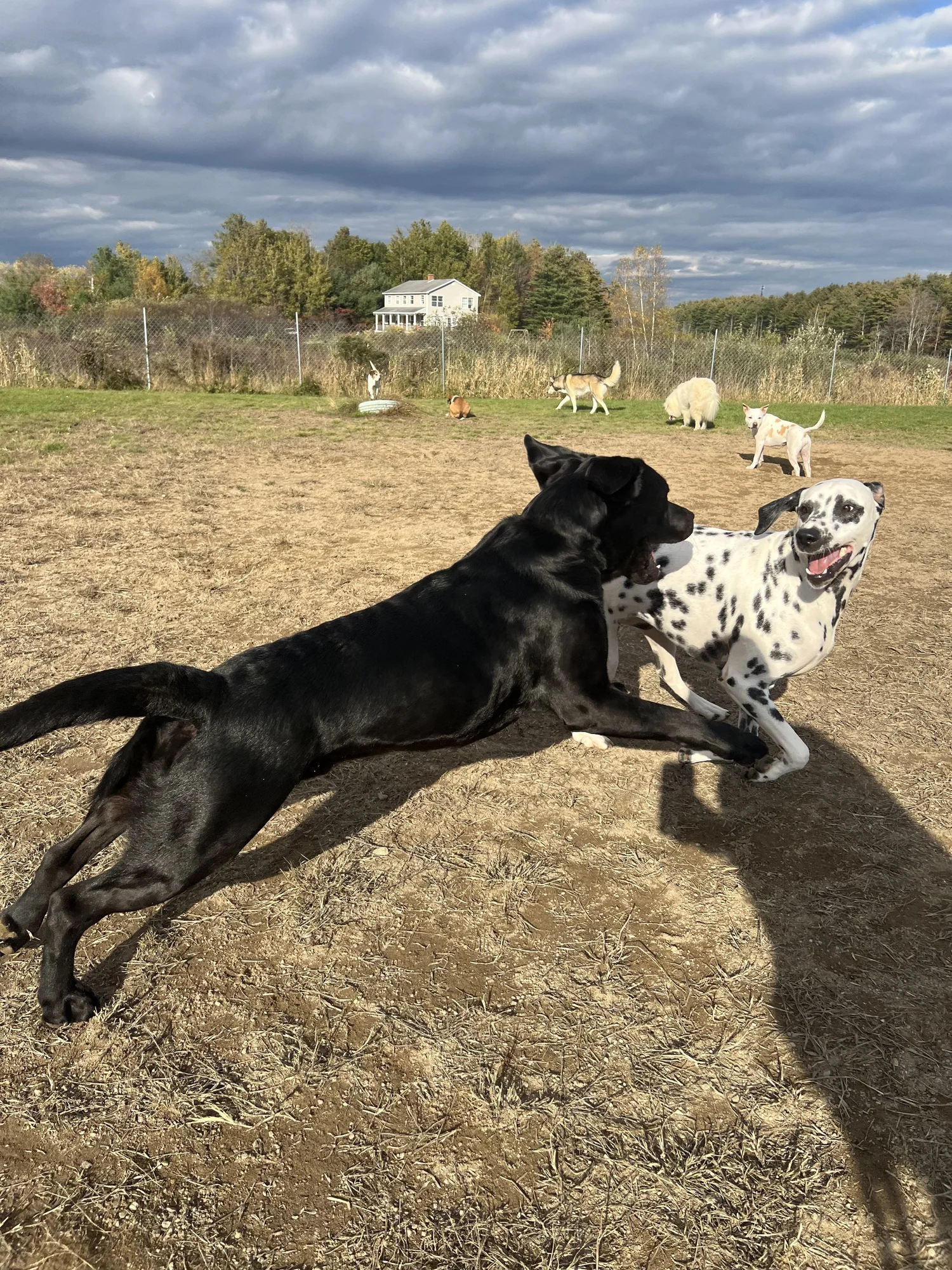 Wagon Tails Farm - Midcoast Maine's Premier Doggy Daycare & Overnight ...