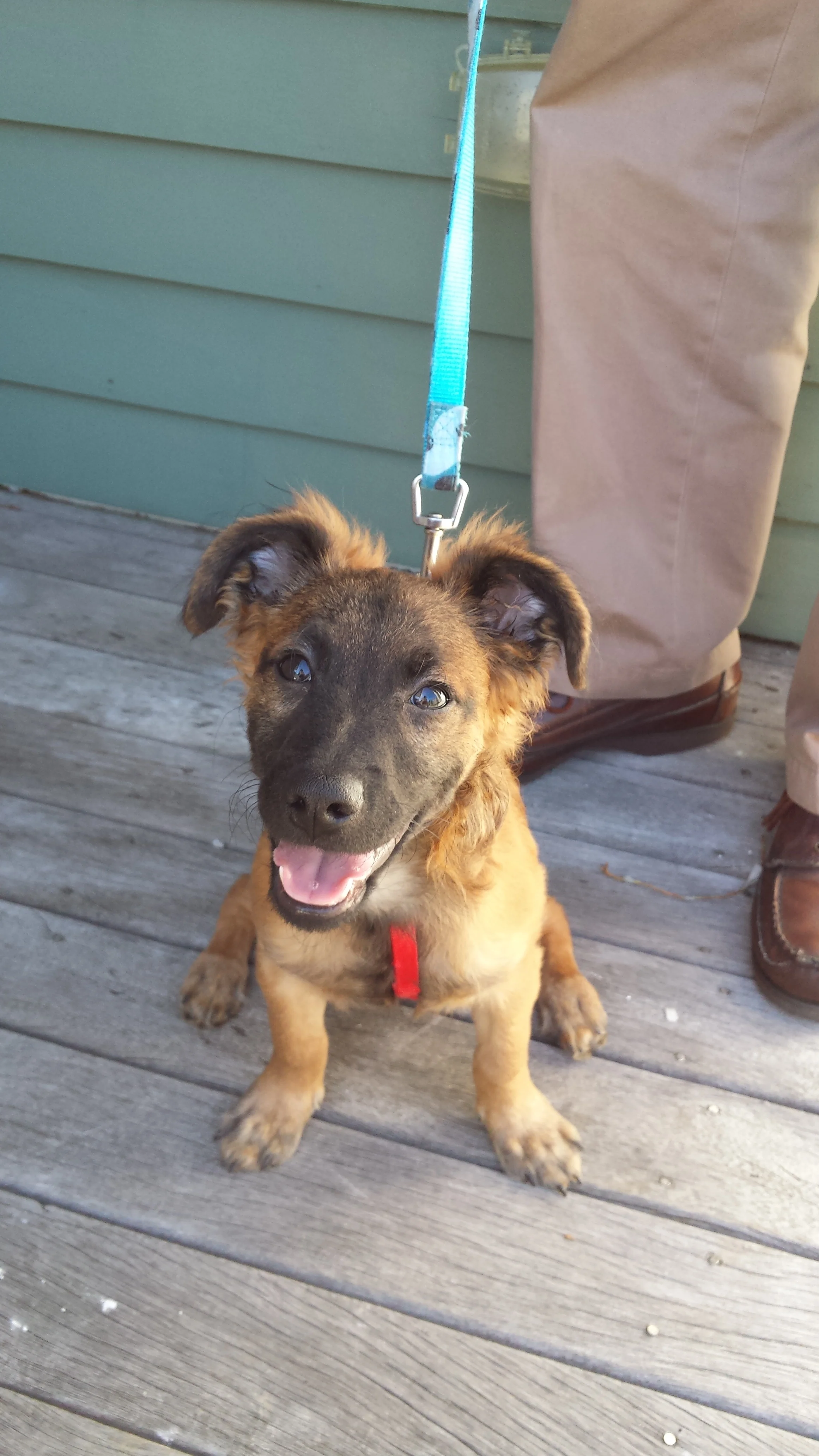 About our Organization — Angels Helping Animals Worldwide - Martha's ...