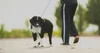 Angels Helping Animals Worldwide - Martha's Vineyard