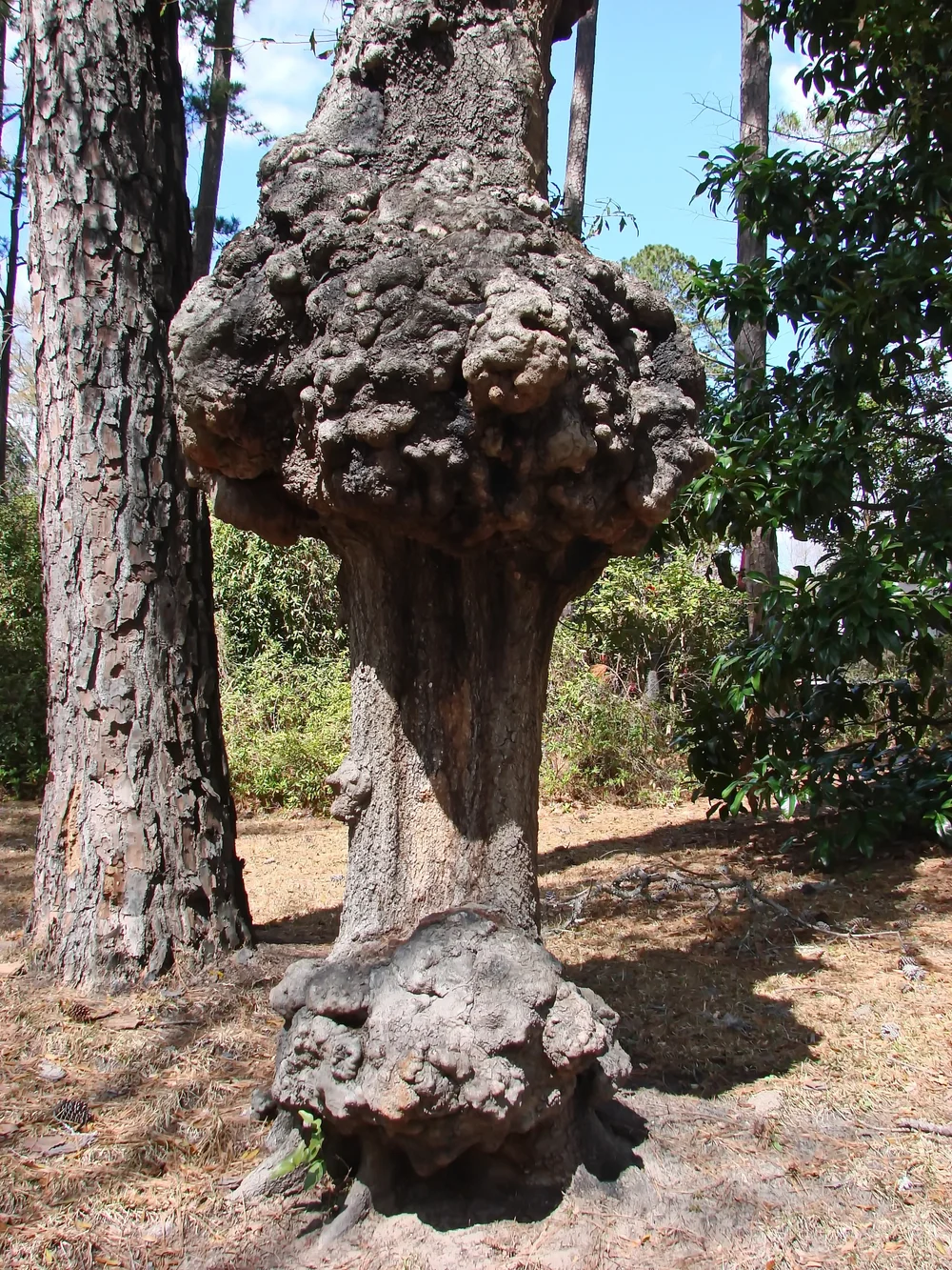 Preservation Tree Art — Image Gallery